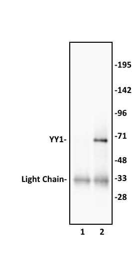 YY1 antibody (pAb) | Proteintech