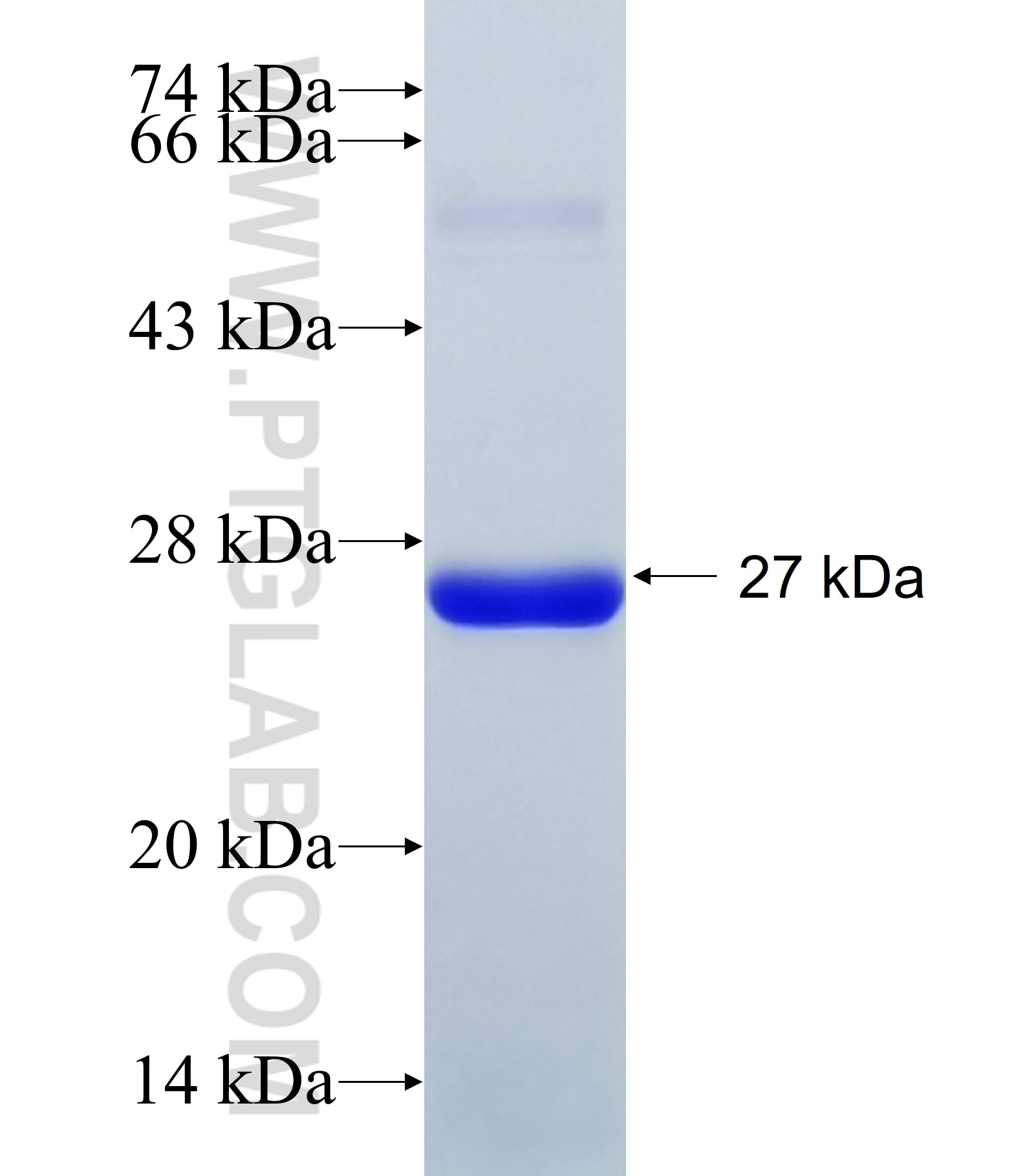 ZFC3H1 Fusion Protein Ag34259 | Proteintech