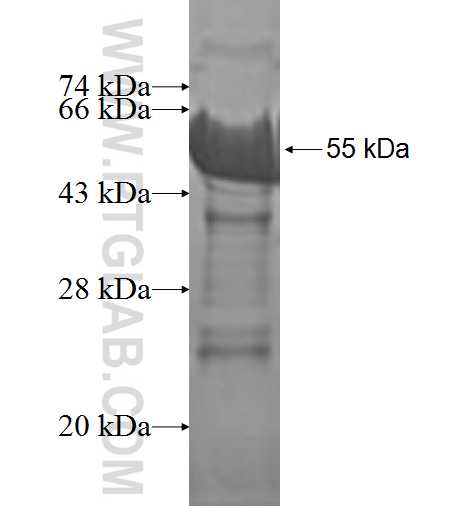 ZHD Fusion Protein Ag0940 | Proteintech