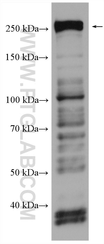 ZO-1 antibody (21773-1-AP) | Proteintech