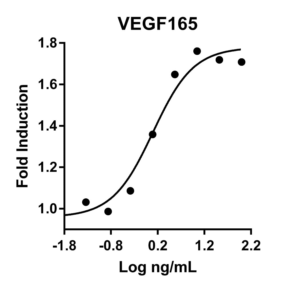 Humankine VEGF165 recombinant protein: endotoxin free, human cell ...