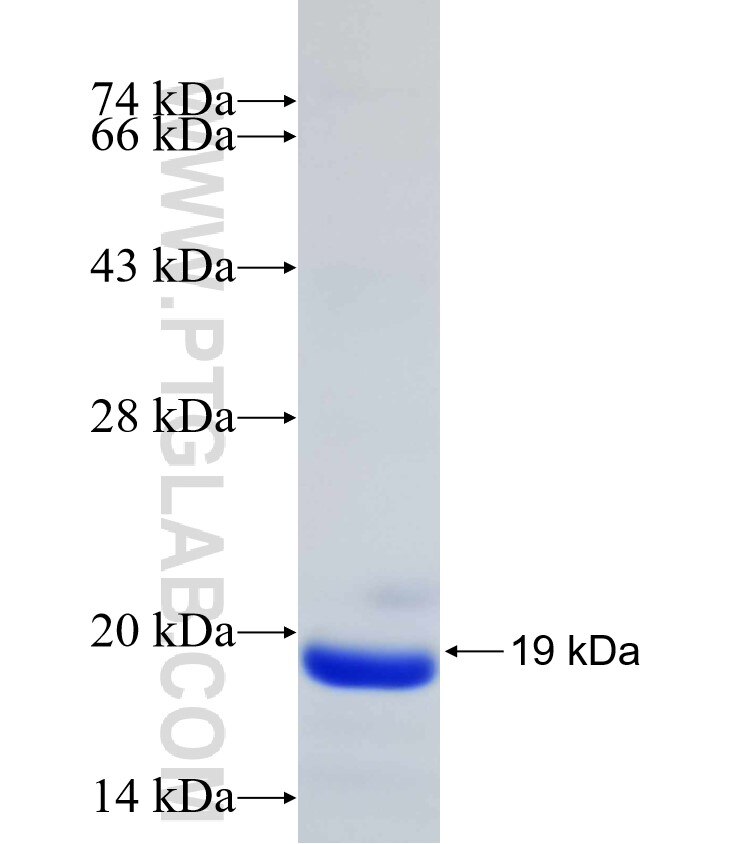 apcB Fusion Protein Ag31852 | Proteintech