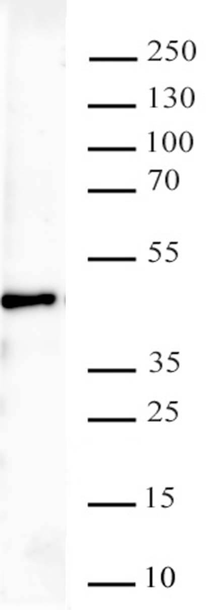 c-Jun antibody (pAb) | Proteintech