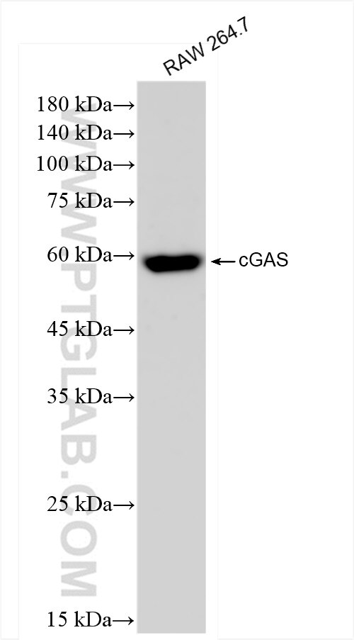 cGAS antibody (84045-1-RR) | Proteintech