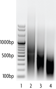 ChIP-IT® Express Shearing Kits | Proteintech