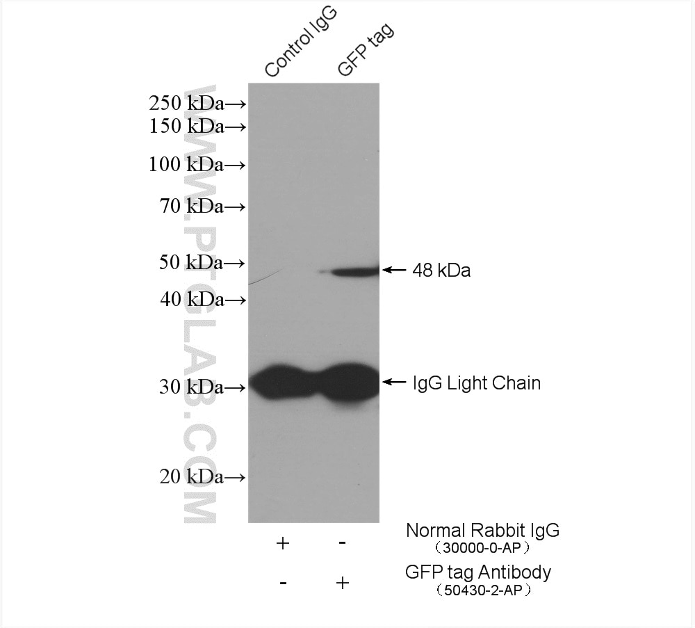 GFP tag antibody (50430-2-AP) | Proteintech