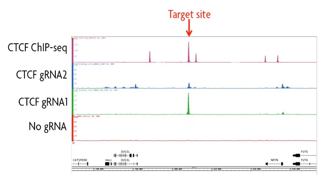 enChIP® | Proteintech