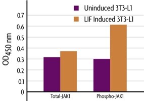 FACE™ JAK1 | Proteintech