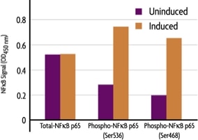 FACE™ NFκB p65 Profiler | Proteintech