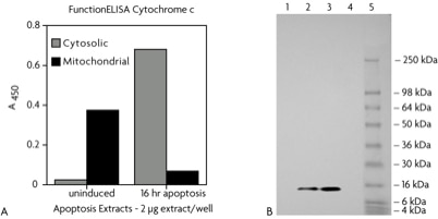 Mitochondrial Fractionation Kit | Proteintech