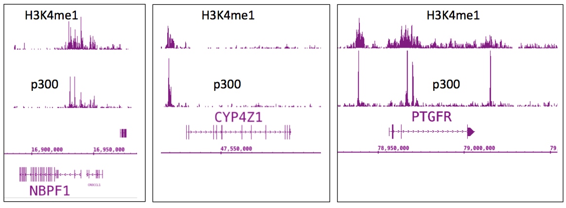 p300 antibody (mAb) (Clone NM11) | Proteintech