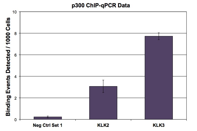 p300 antibody (mAb) (Clone NM11) | Proteintech