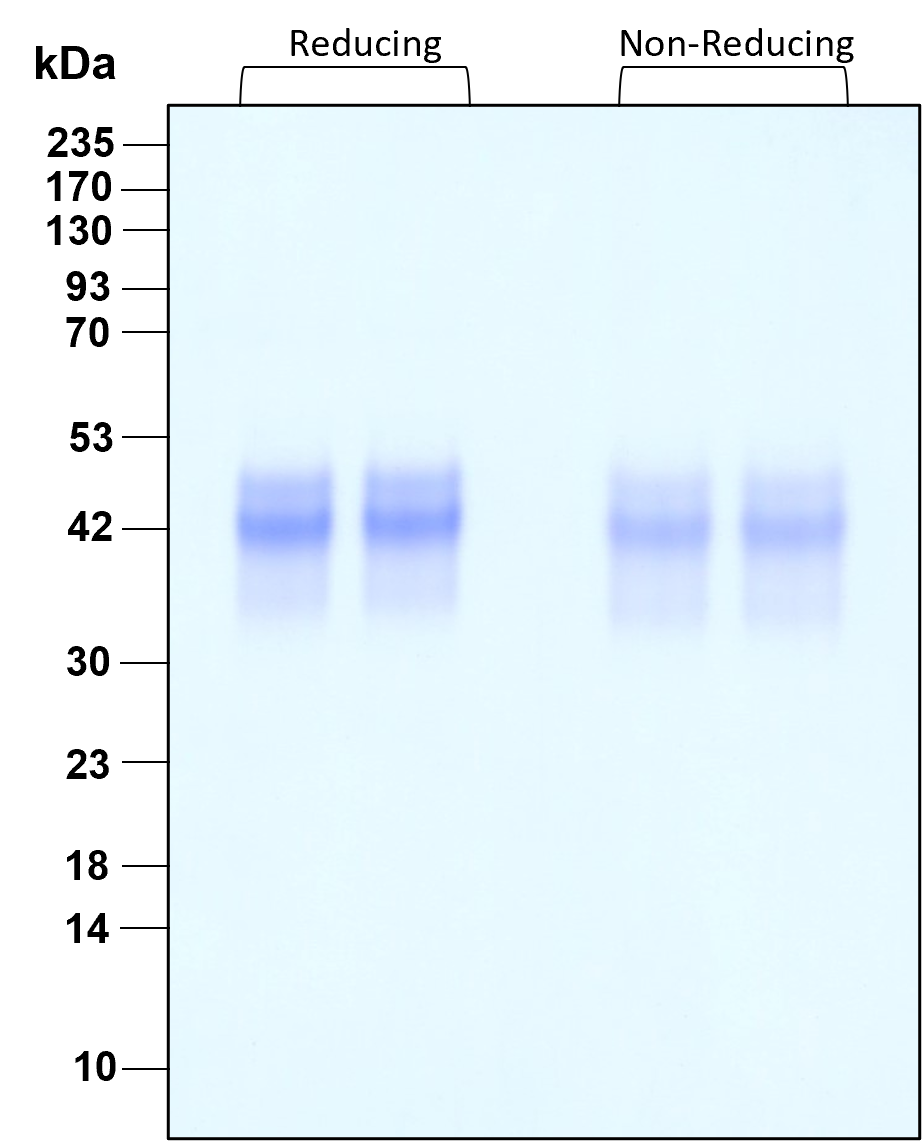 HumanKine® recombinant human SCF protein- GMP grade | Proteintech