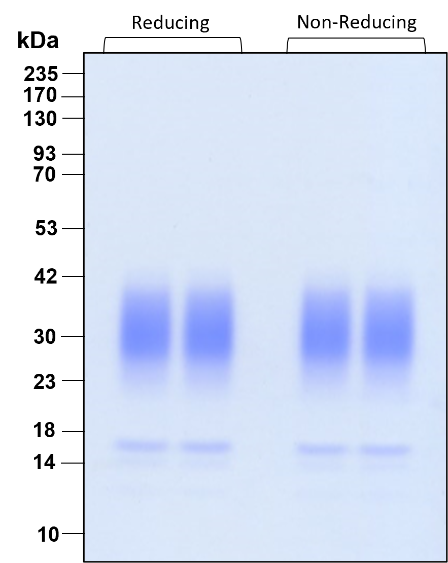 HumanKine® recombinant human FGF-8b protein- GMP grade | Proteintech