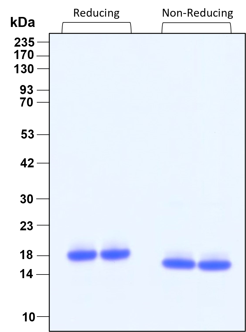 HumanKine® recombinant human IL-10 protein | Proteintech