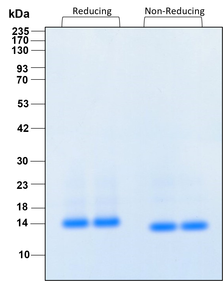 HumanKine® recombinant human beta NGF protein | Proteintech