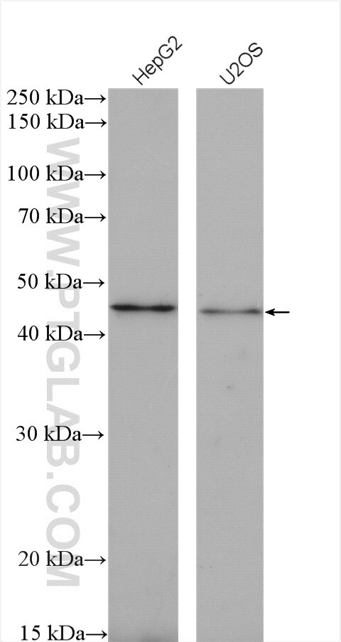 SLC7A11 Fusion Protein Ag25431 | Proteintech